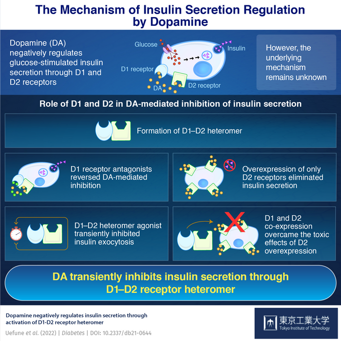 The Mechanism of Insulin Secre [IMAGE] | EurekAlert! Science News Releases