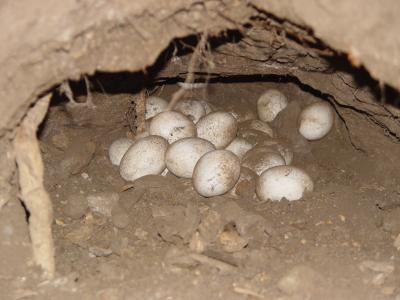 Komodo Dragon Eggs in Nest [IMAGE] | EurekAlert! Science News Releases