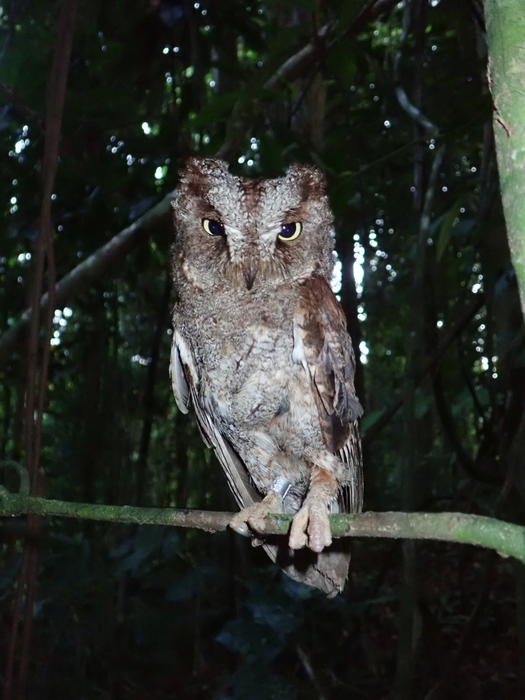 Otus bikegila [IMAGE] | EurekAlert! Science News Releases