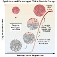 Size matters: New data reveals cell size spar | EurekAlert!