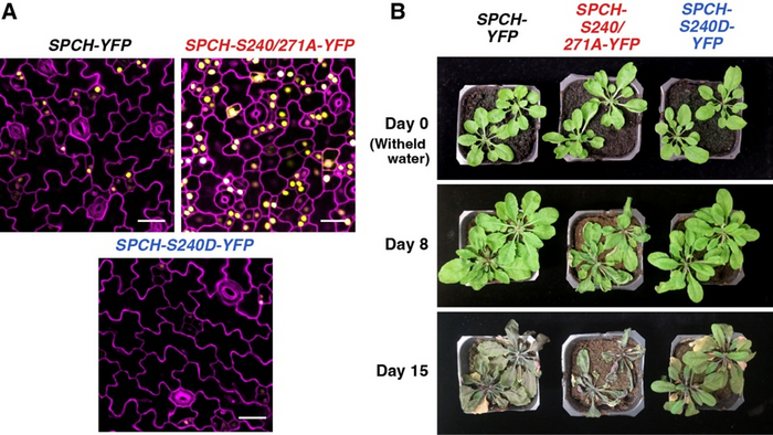 Master stomatal regulator SPEE [IMAGE] | EurekAlert! Science News Releases