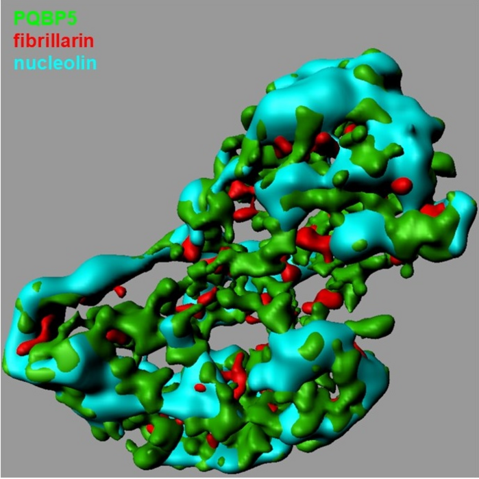 Figure 1 [IMAGE] | EurekAlert! Science News Releases