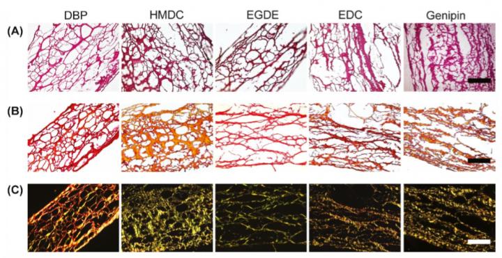 Histological Study of Intact a [IMAGE] | EurekAlert! Science News Releases