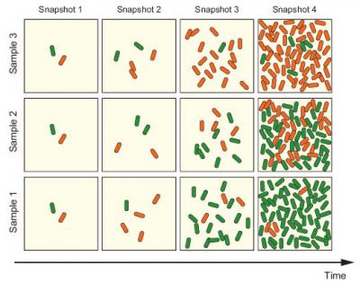 Phenotypic Variability [IMAGE] | EurekAlert! Science News Releases