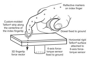 1-finger exercise reveals unexpected limits t | EurekAlert!