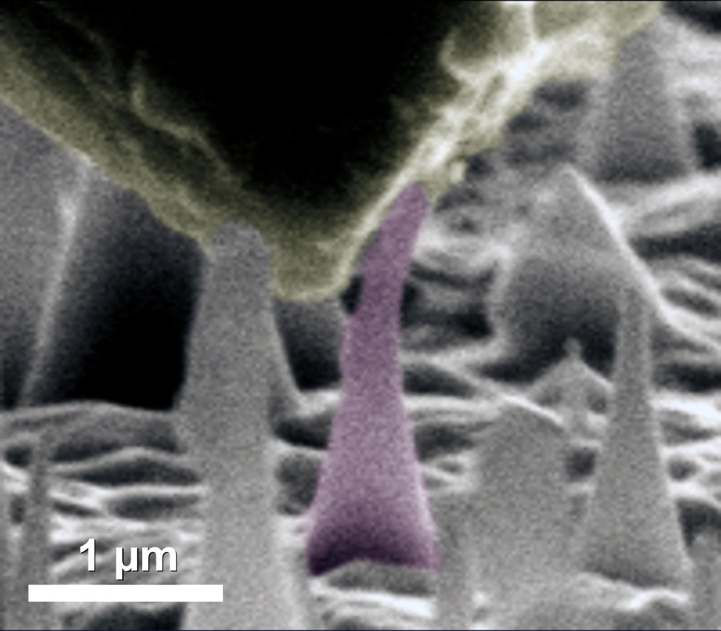 Scanning Electron Microscope I [image] Eurekalert Science News Releases