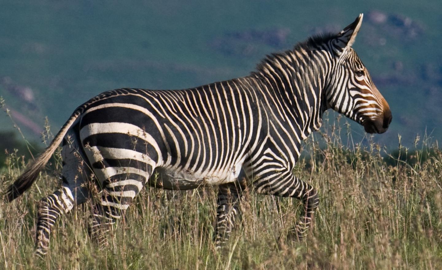 Grassland Herbivores