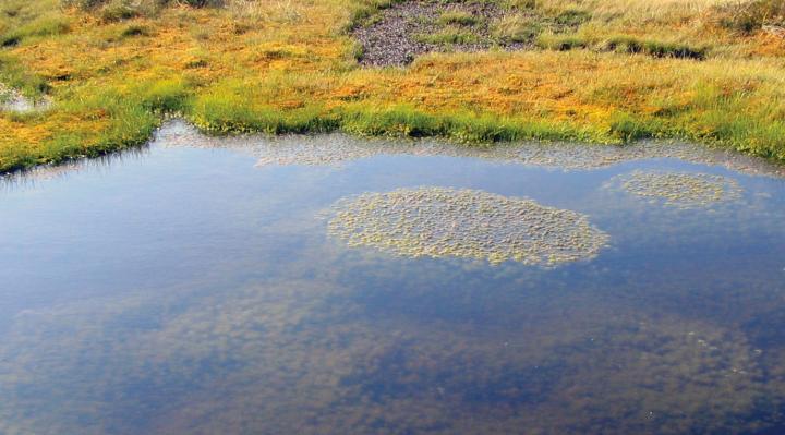 Peat Bog [IMAGE] | EurekAlert! Science News Releases