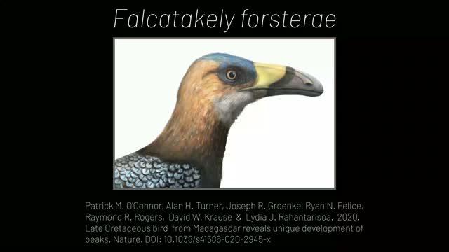 Bird with tall, sickle-shaped beak reveals hi | EurekAlert!