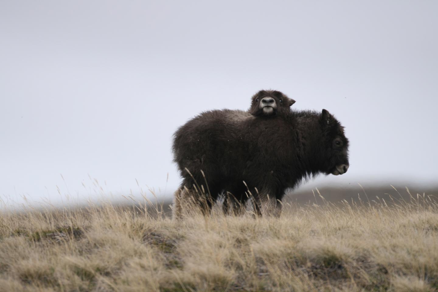 Muskoxen [IMAGE] | EurekAlert! Science News Releases