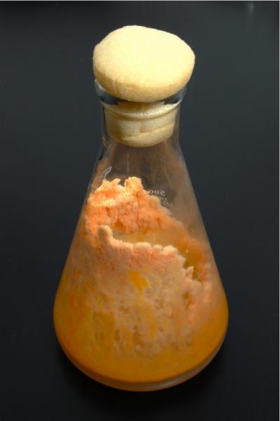 Engineered Yeast May Be Boon f [IMAGE] | EurekAlert! Science News Releases