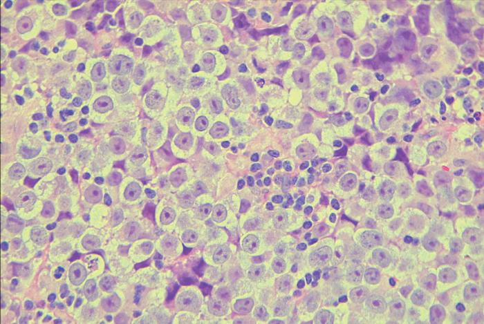 Kotaro Sasaki - Main [IMAGE] | EurekAlert! Science News Releases