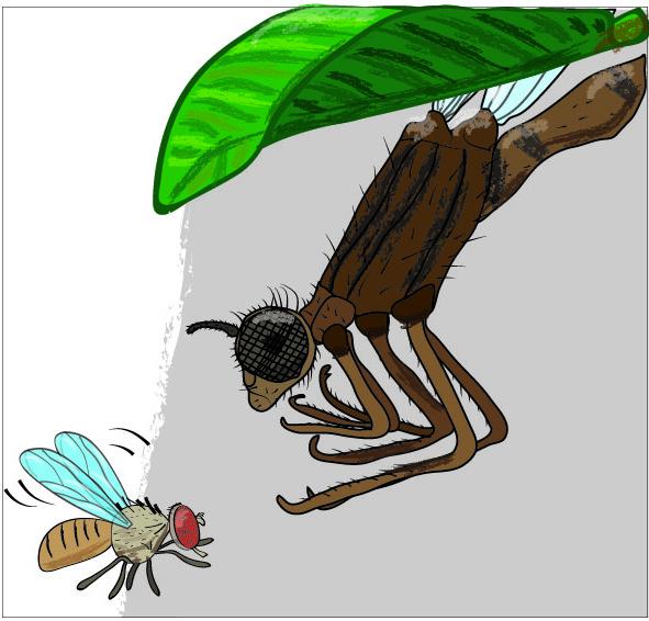 Visual System [IMAGE] | EurekAlert! Science News Releases