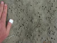 Southern California crustacean sand-dwellers | EurekAlert!
