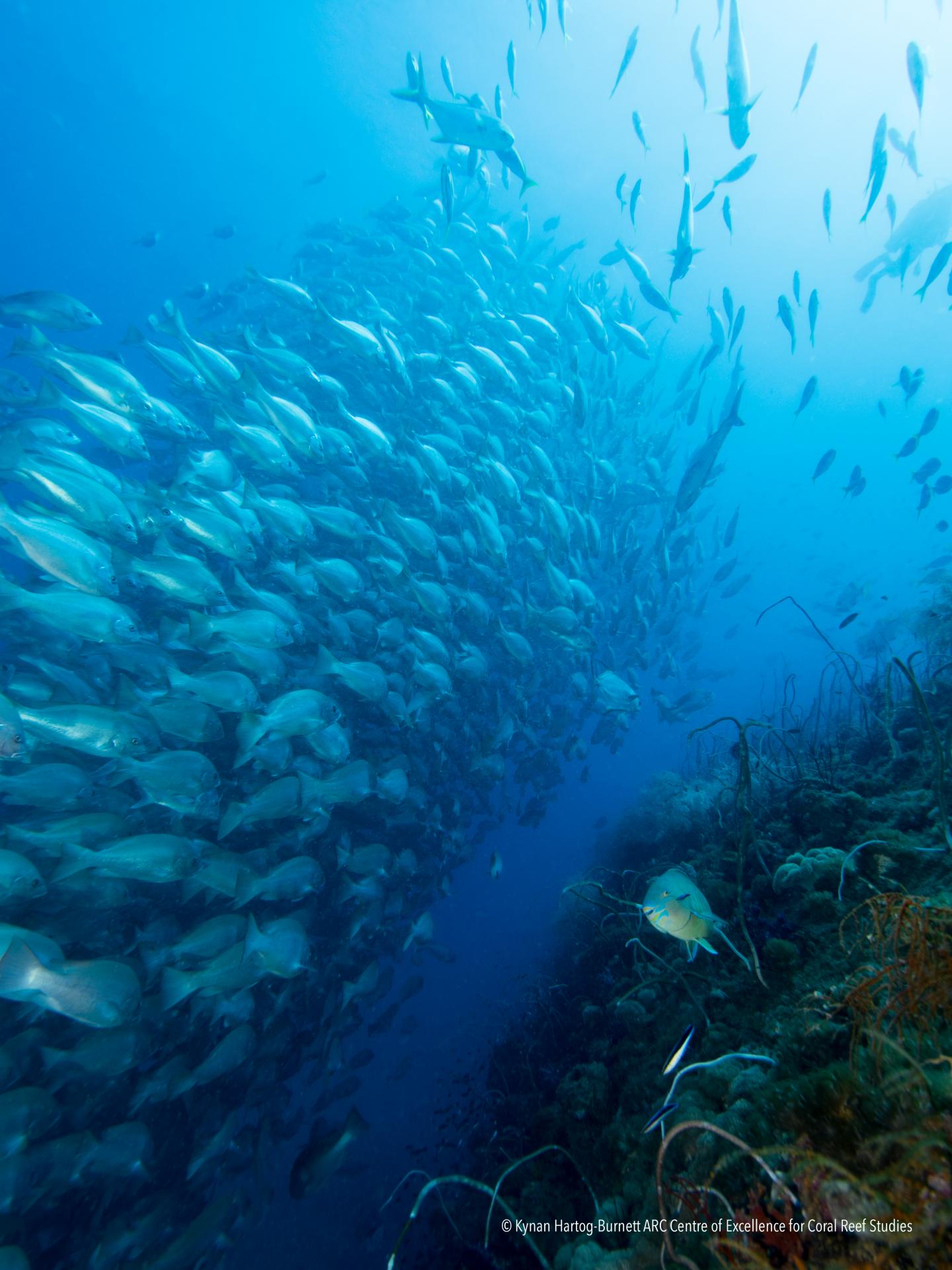 Limited fishing zones support reef conservati | EurekAlert!