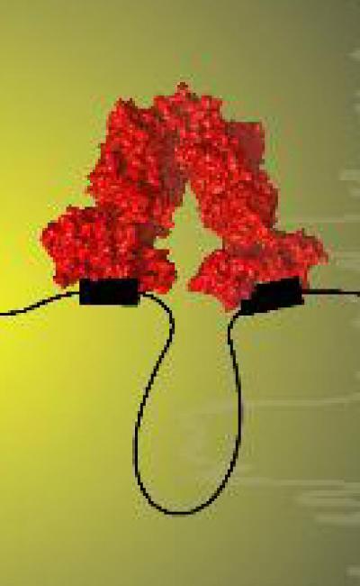 Lactose Repressor Protein [IMAGE] | EurekAlert! Science News Releases