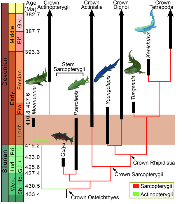 Phylogeny and geological time [IMAGE] | EurekAlert! Science News Releases