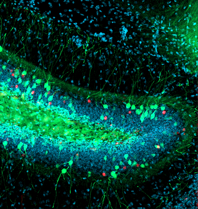 How do social interactions conjure up memorie | EurekAlert!