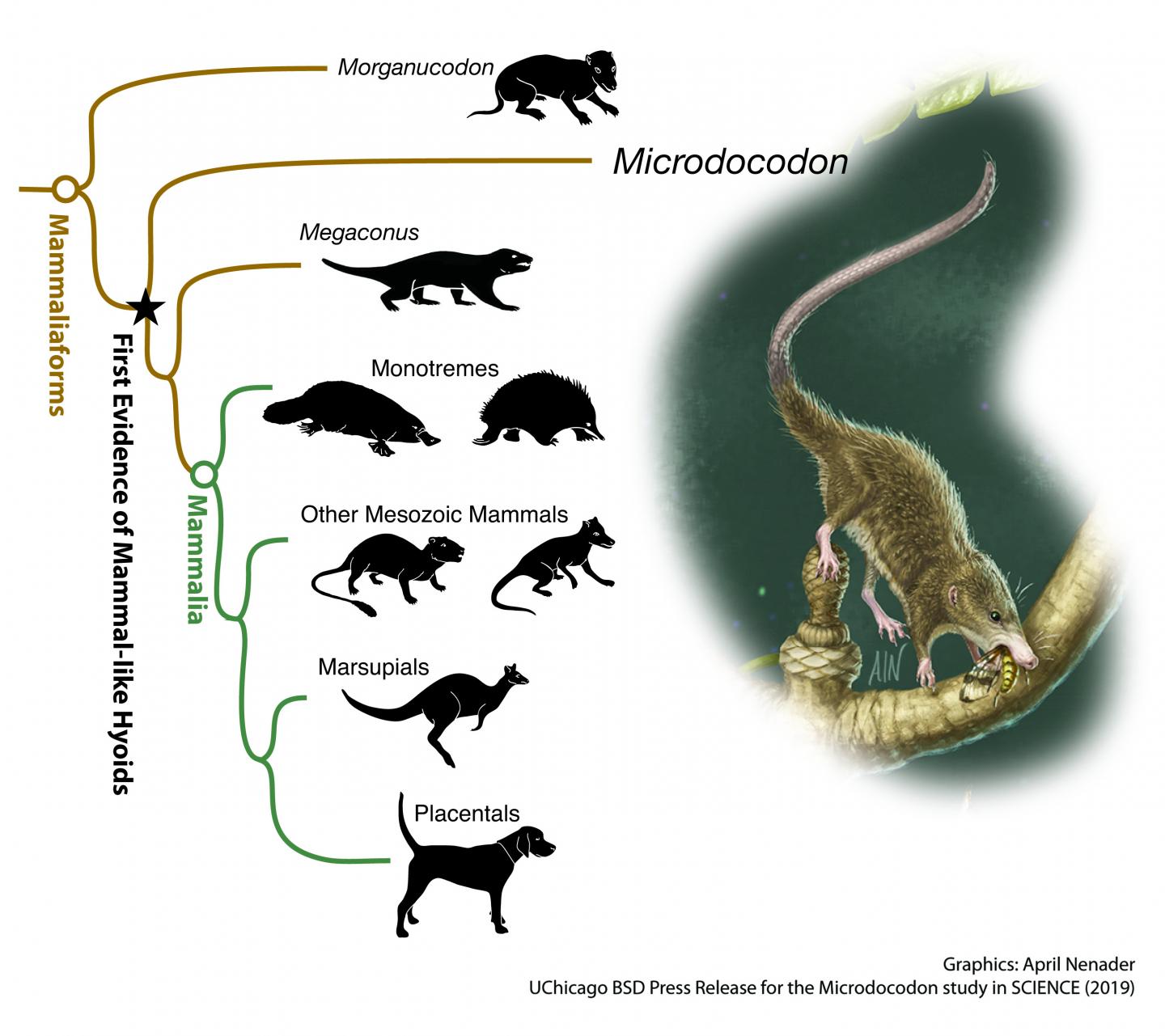 Early Mammal Fossil Reveals the Evolutionary | EurekAlert!
