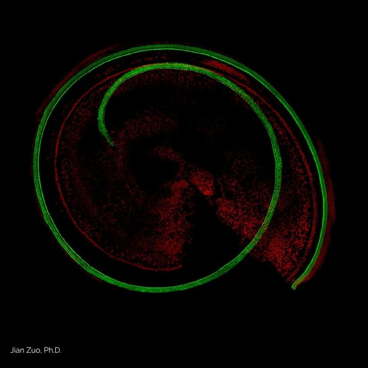 Cell Reports [IMAGE] | EurekAlert! Science News Releases