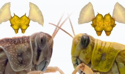 Swarming locusts need larger brains | EurekAlert!