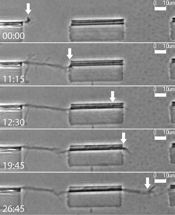 Neuron Growth across Microtube [IMAGE] | EurekAlert! Science News Releases
