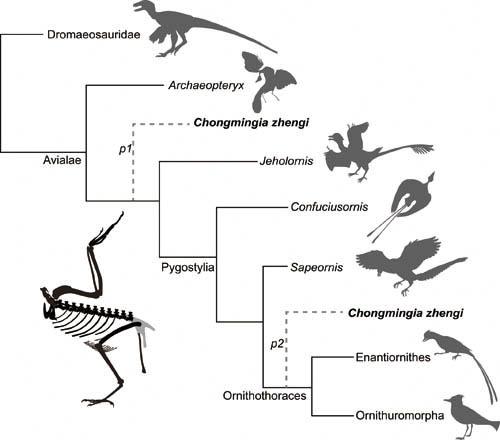 Simplified Mesozoic Avian Clad [IMAGE] | EurekAlert! Science News Releases