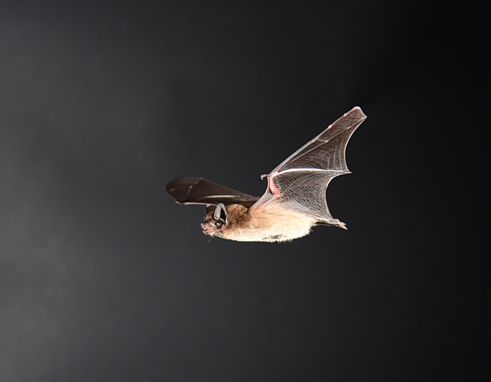 Bat in flight 2 [IMAGE] | EurekAlert! Science News Releases