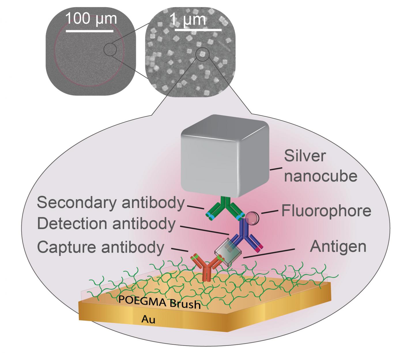 Plasmonic Detector Graphic [IMAGE] | EurekAlert! Science News Releases