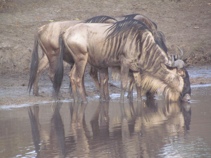 Wildebeest at a watering hole [IMAGE] | EurekAlert! Science News Releases