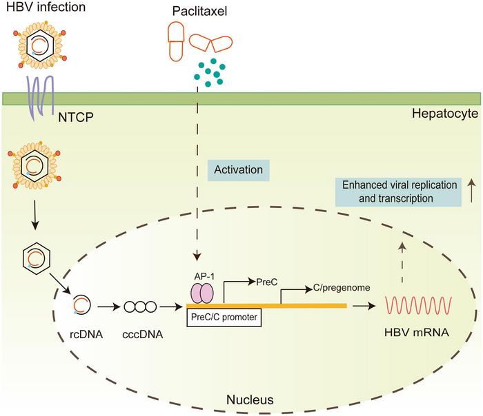 Paclitaxel-induced immune dysfunction and act | EurekAlert!
