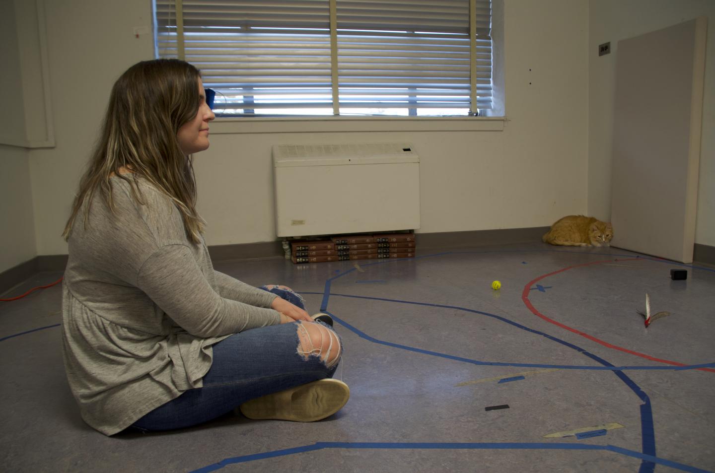 Cat with Insecure-Avoidant Sty [IMAGE] | EurekAlert! Science News Releases