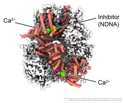 Cryo-EM structure of TRPM5 [IMAGE] | EurekAlert! Science News Releases