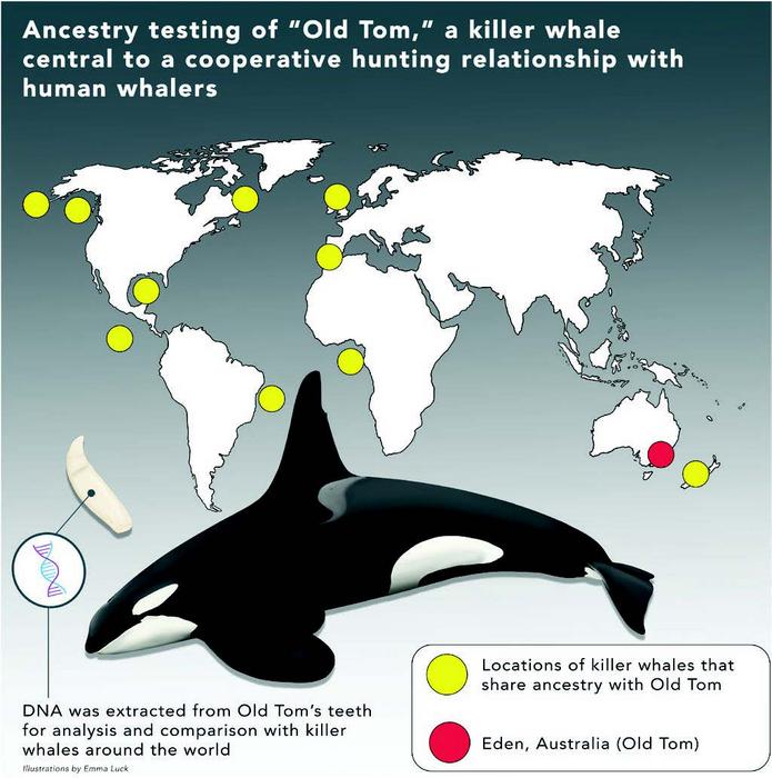 Evolutionary secrets of ‘Old Tom’ and the kil | EurekAlert!