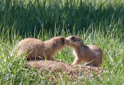 Prairie Dogs Do Dispersal Differently (9 of 1 | EurekAlert!