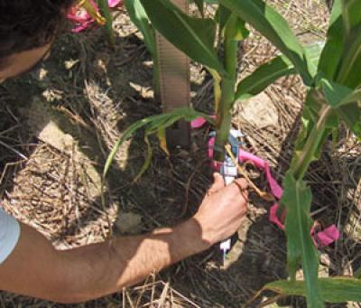 Stem Diameter [IMAGE] | EurekAlert! Science News Releases