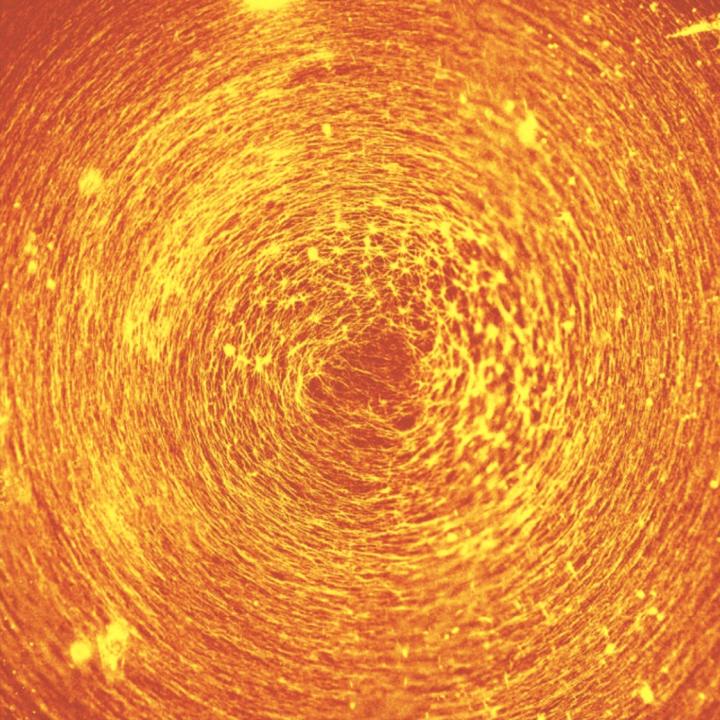 A Large Vortex [IMAGE] | EurekAlert! Science News Releases