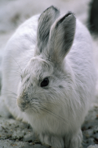 Timing of snowshoe hare winter color swap may | EurekAlert!