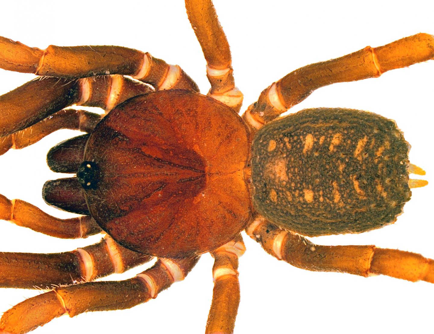As uniform as cloned soldiers, new spiders we | EurekAlert!
