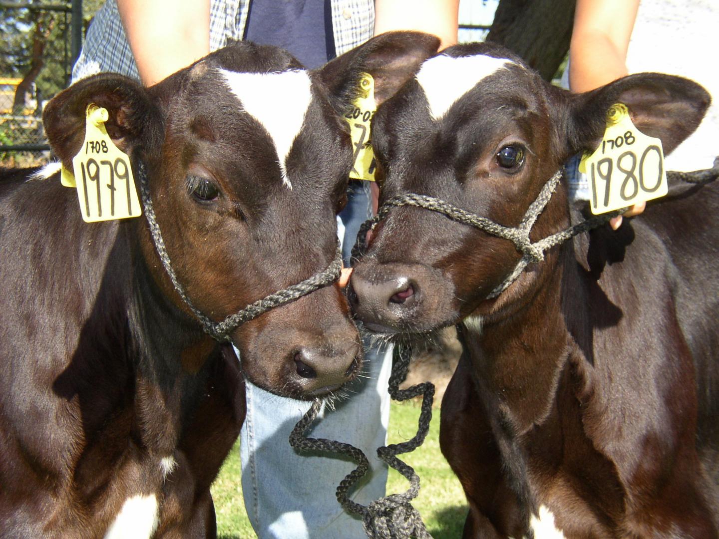 Cow gene study shows why most clones fail | EurekAlert!