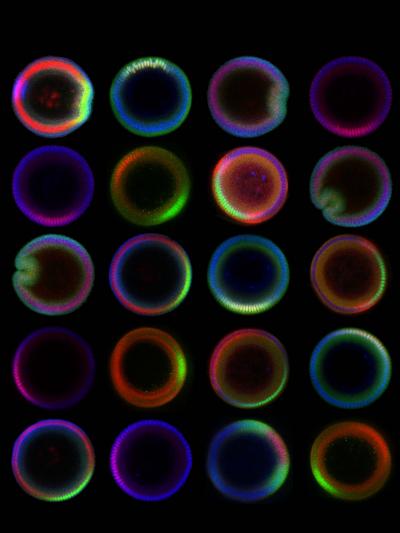 Fruit Fly Embryo Images [IMAGE] | EurekAlert! Science News Releases