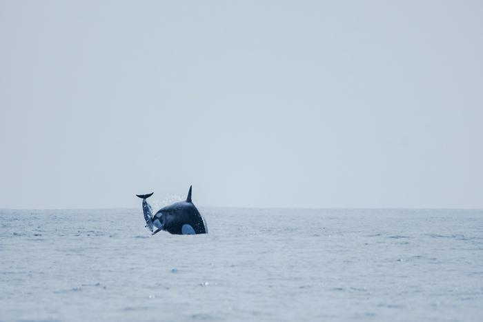 While hunting, an orca propels [IMAGE] | EurekAlert! Science News Releases
