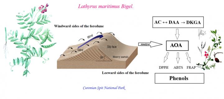 The Curonian Spit Plants Study [IMAGE] | EurekAlert! Science News Releases