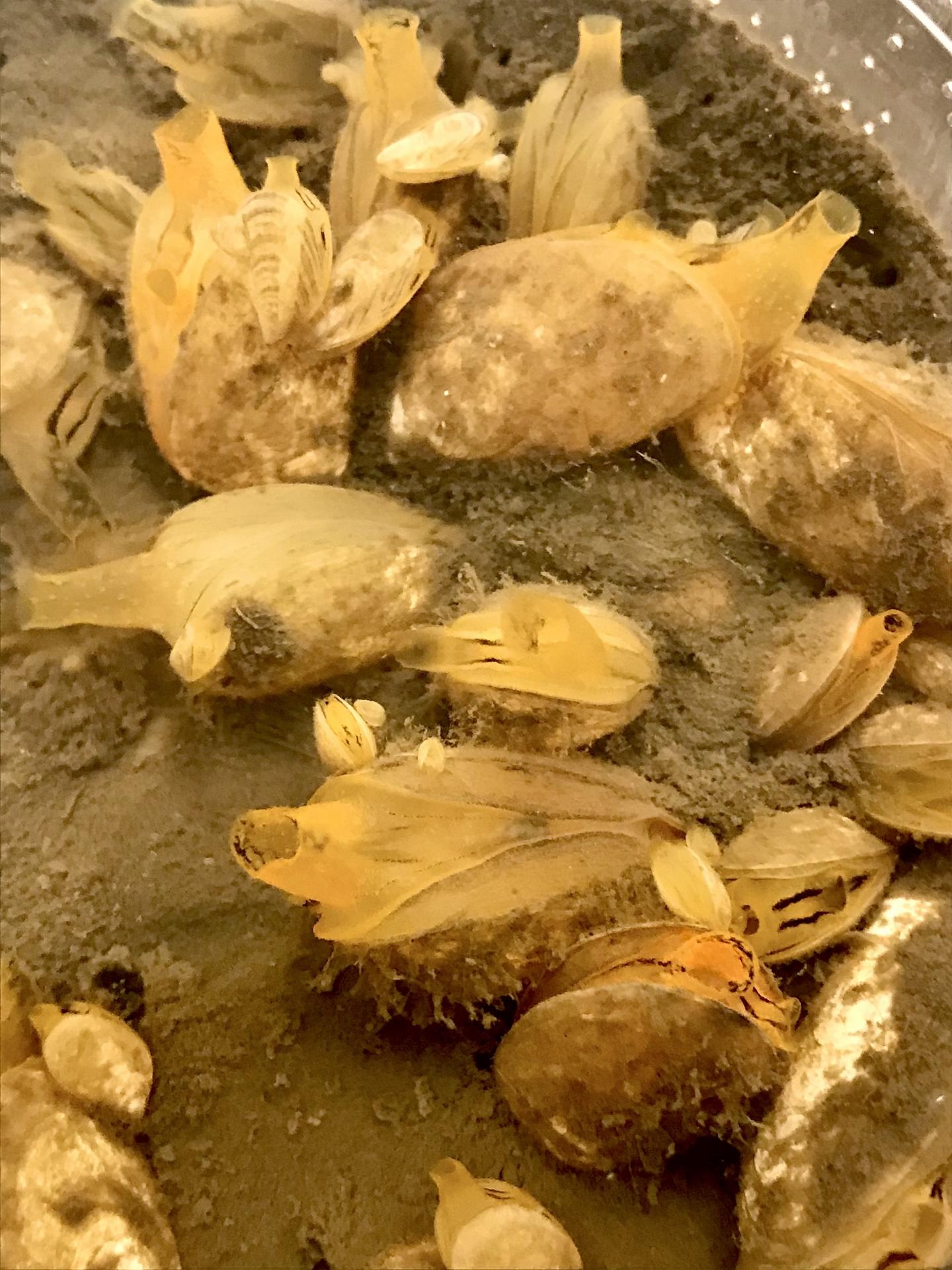 Invasive quagga mussels extend [IMAGE] | EurekAlert! Science News Releases