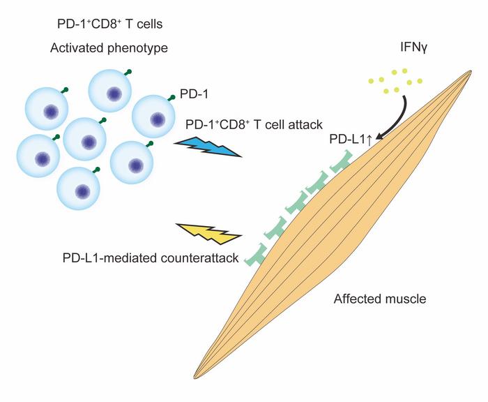 Pd 1 Pd L1 Pathway In The Path [image] Eurekalert Science News Releases