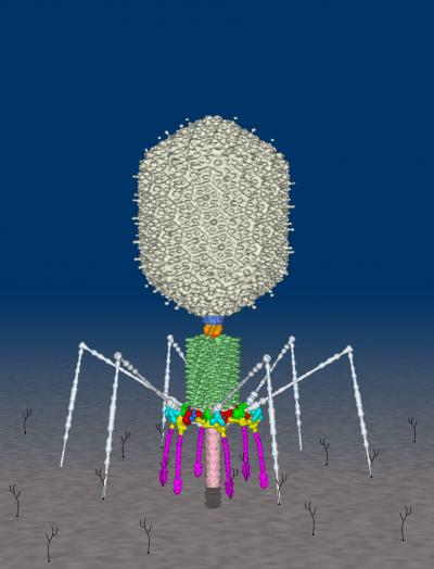 The Structure of the T4 Virus [IMAGE] | EurekAlert! Science News Releases