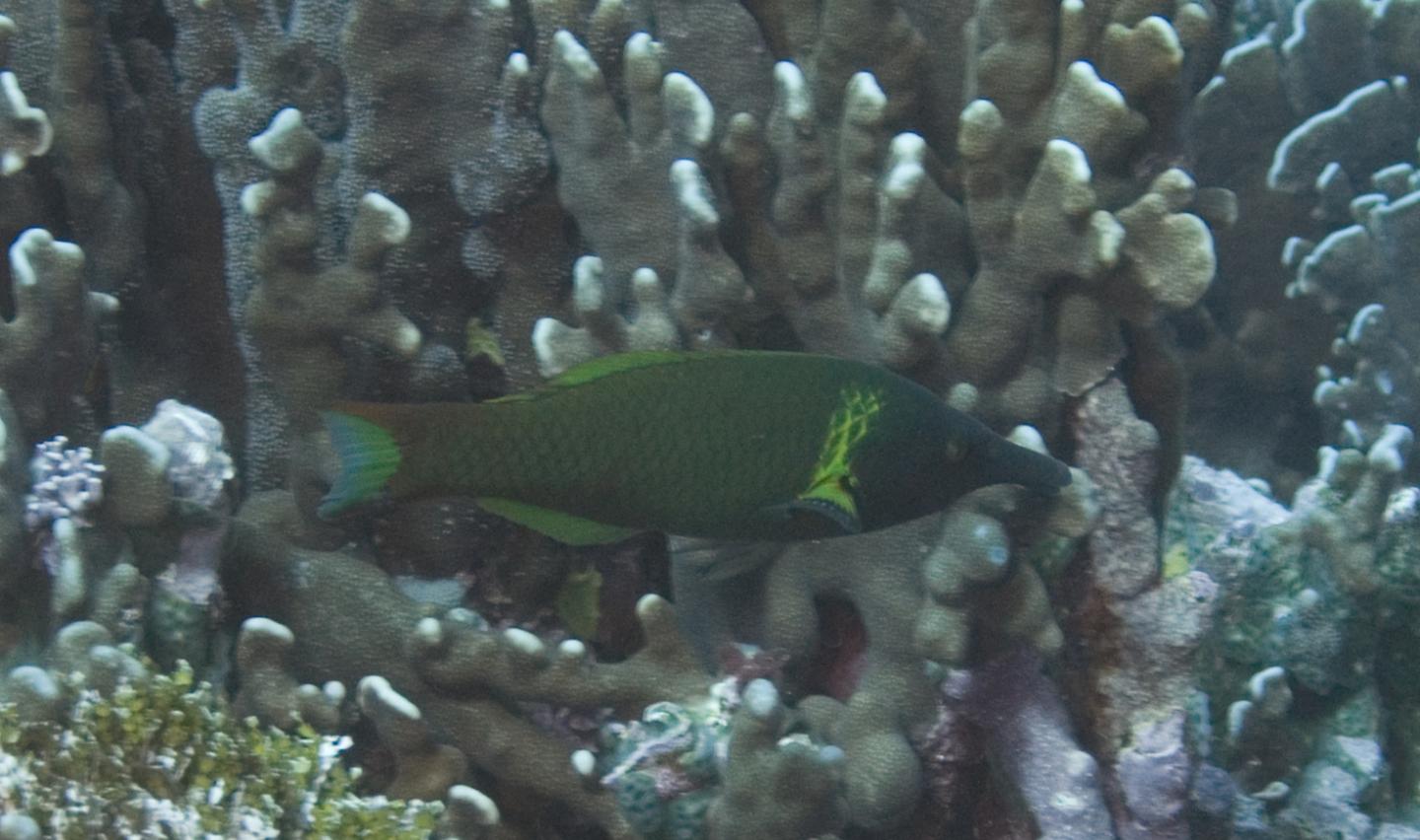 Bird Wrasse [IMAGE] | EurekAlert! Science News Releases