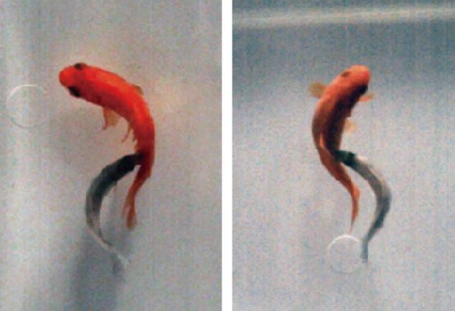 'Handedness' in scale-eating fish: Nature and | EurekAlert!