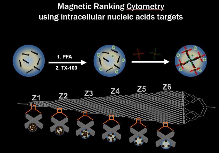 Microfluidic Cell Separation a [IMAGE] | EurekAlert! Science News Releases