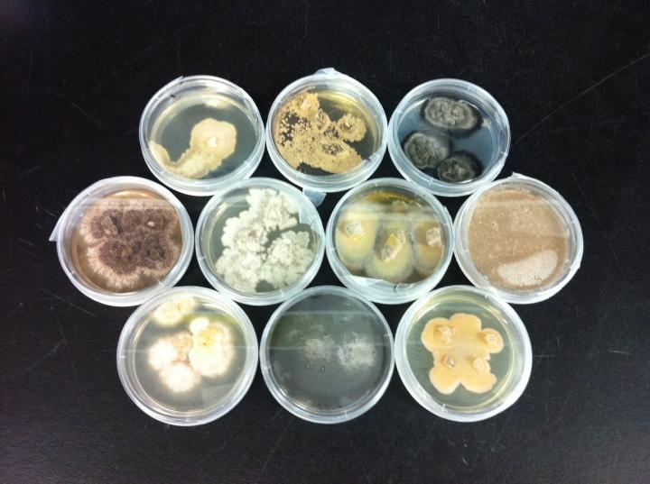 In the Microbiome, Cooperation [IMAGE] | EurekAlert! Science News Releases